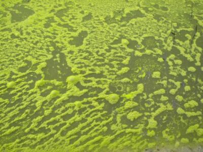 Spring Pond Algae Invasion – Mother Earth News